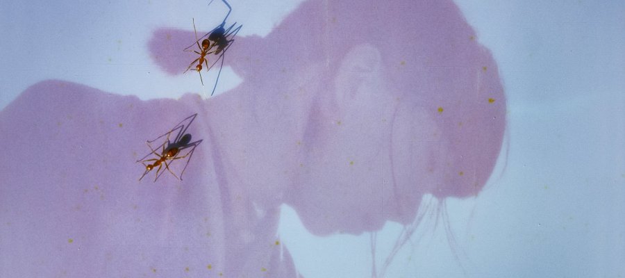 Programma - Down The Rabbit Hole